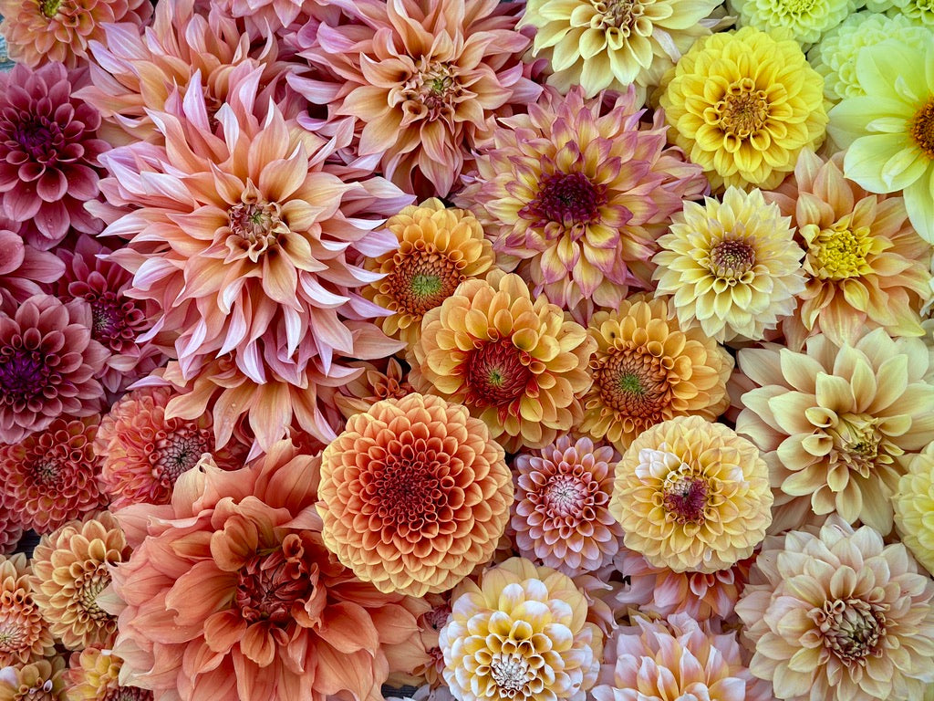 The Quiet Pattern Excerpt – Bonny Blooms