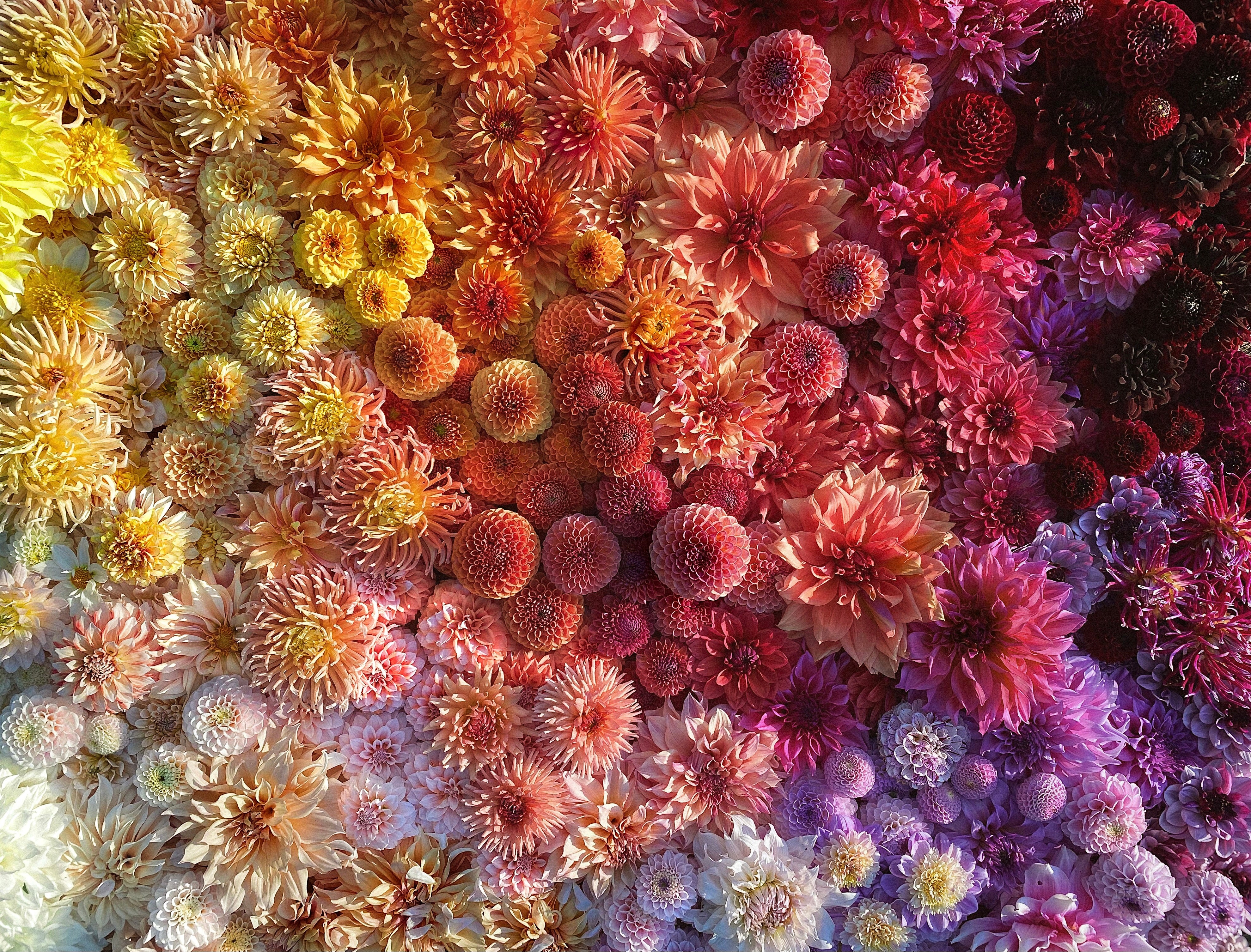 All Dahlias – Bonny Blooms