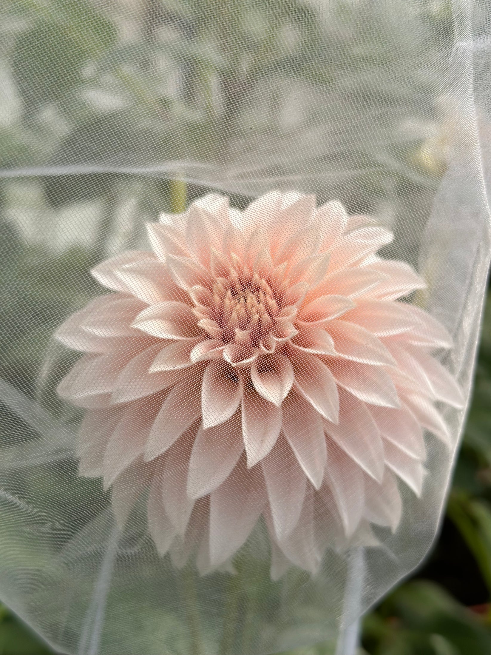 Bell’s La Peche Mode – Bonny Blooms