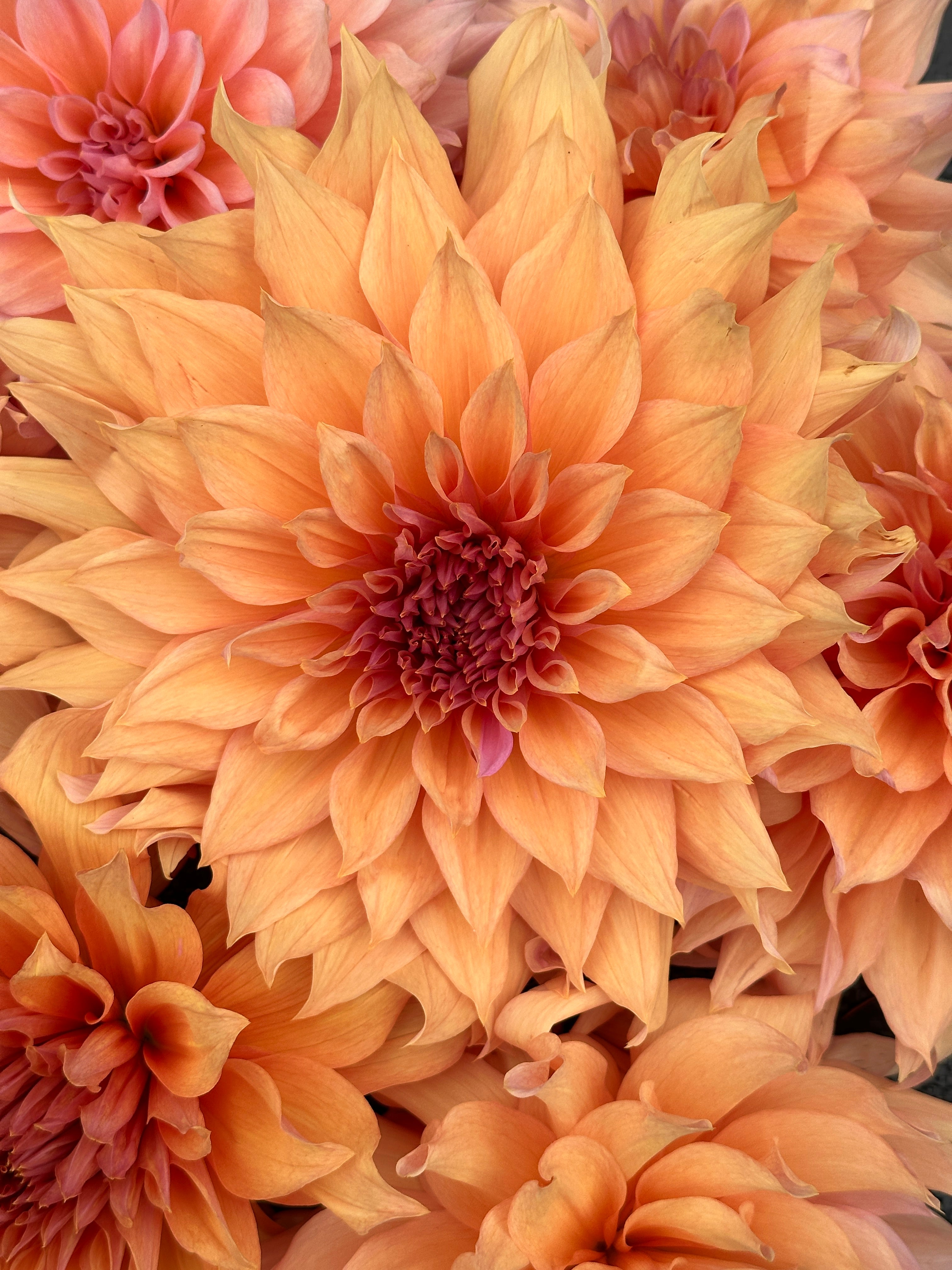 Mango Madness – Bonny Blooms