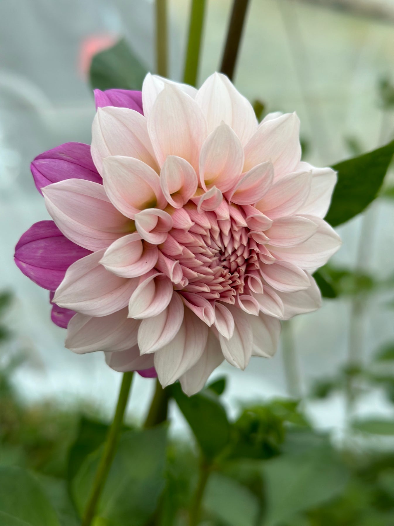 Bell’s Sweet Serendipity – Bonny Blooms