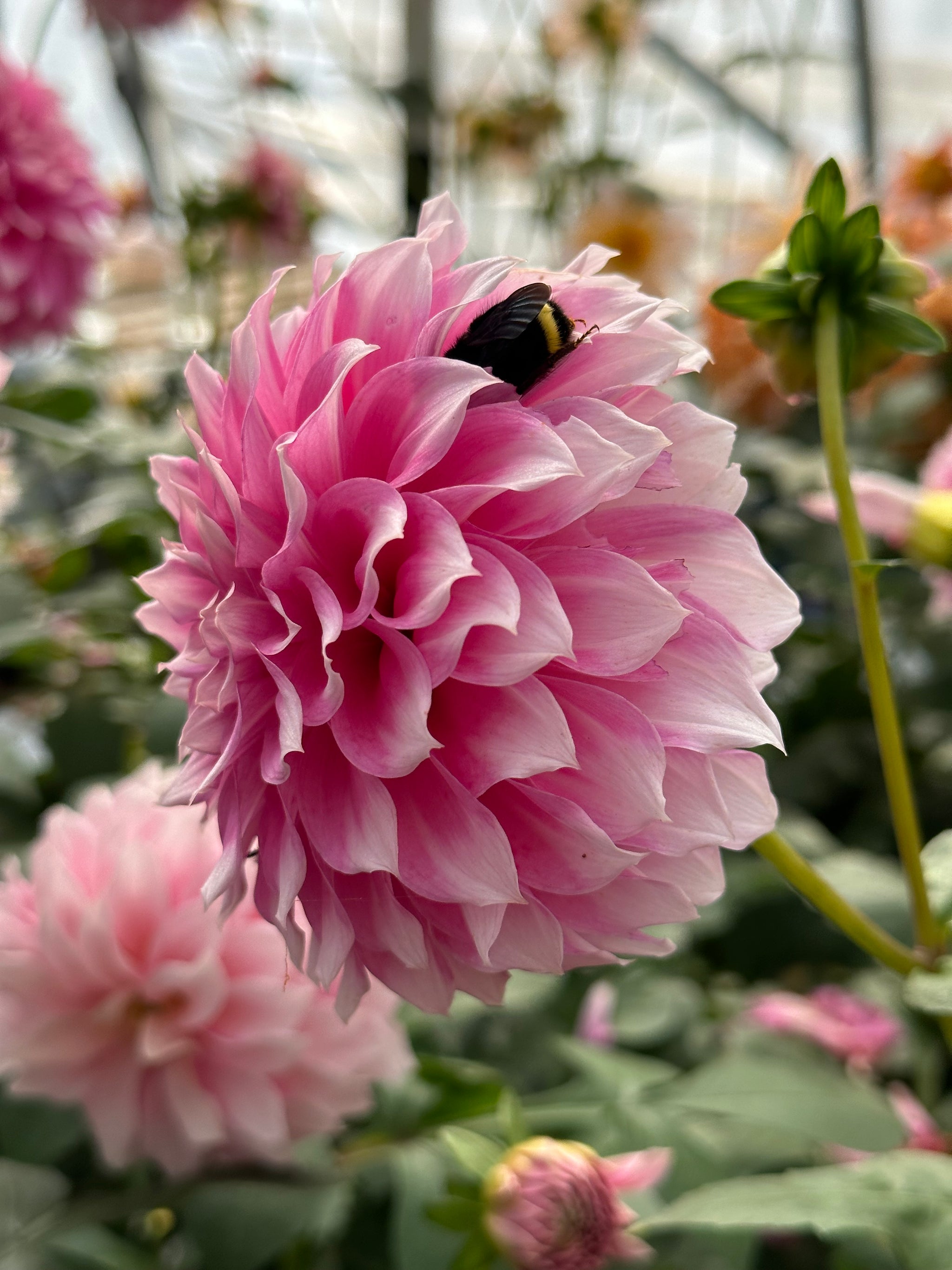 Bell’s Sweet Serendipity – Bonny Blooms