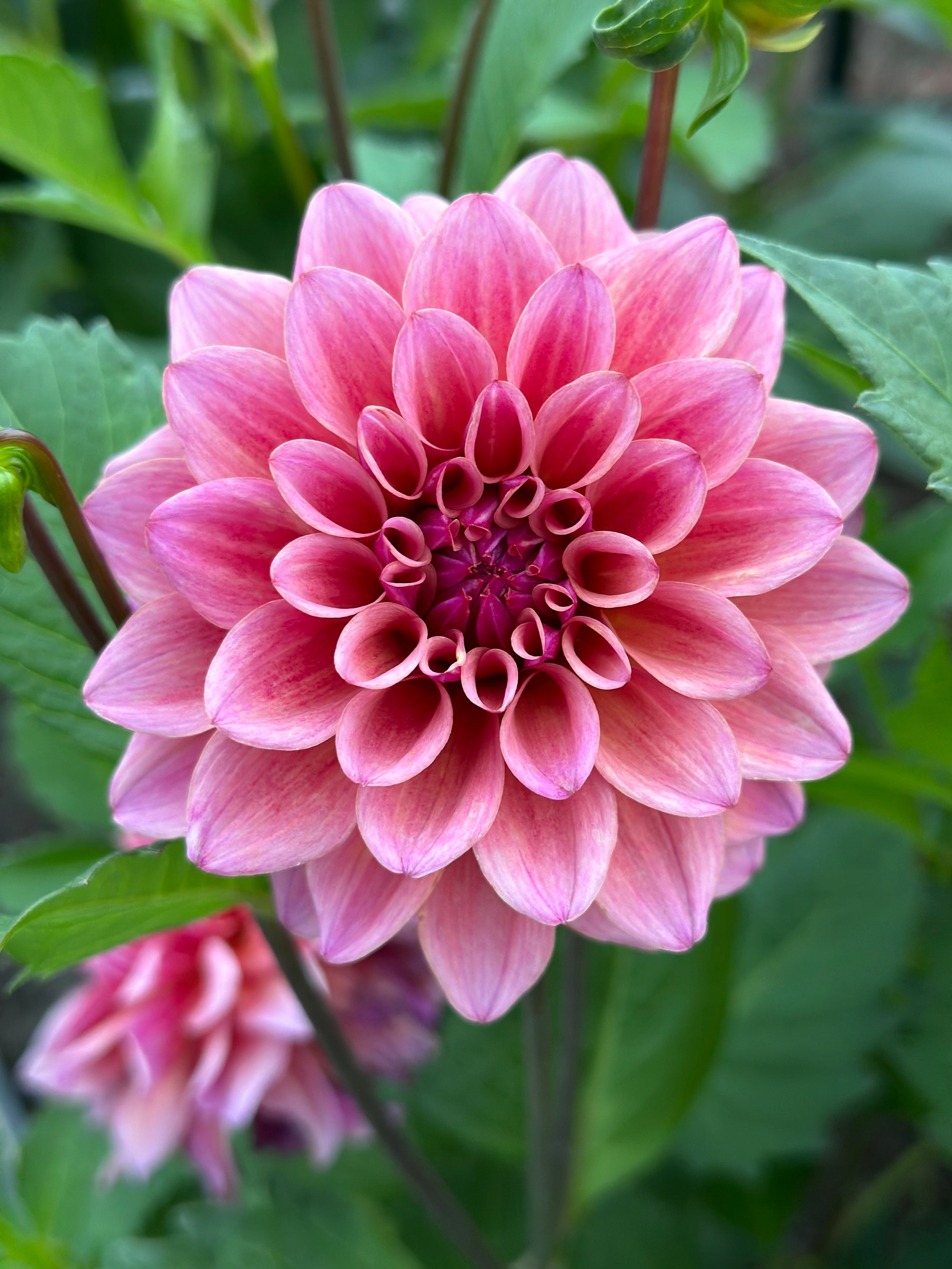 Bell’s Naima – Bonny Blooms