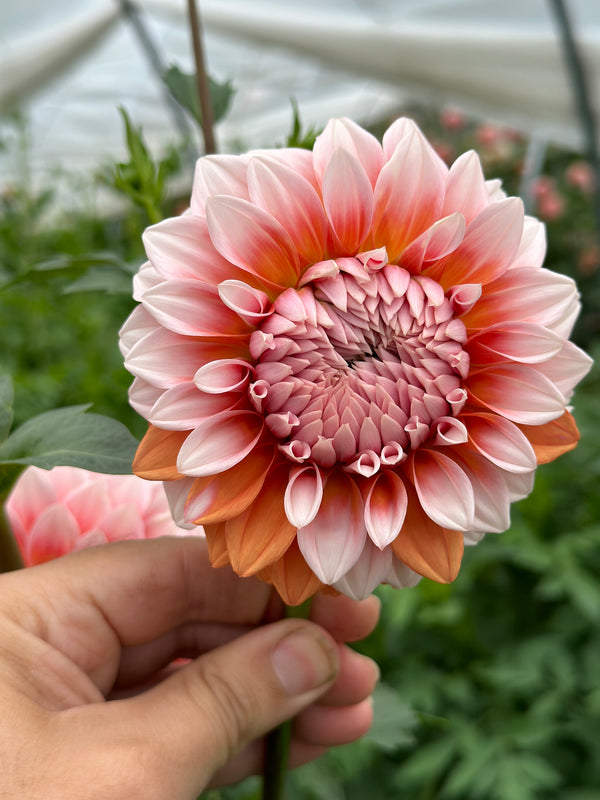 Bell’s Bonbori – Bonny Blooms