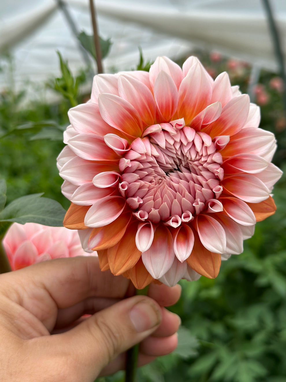 Bell’s Bonbori – Bonny Blooms