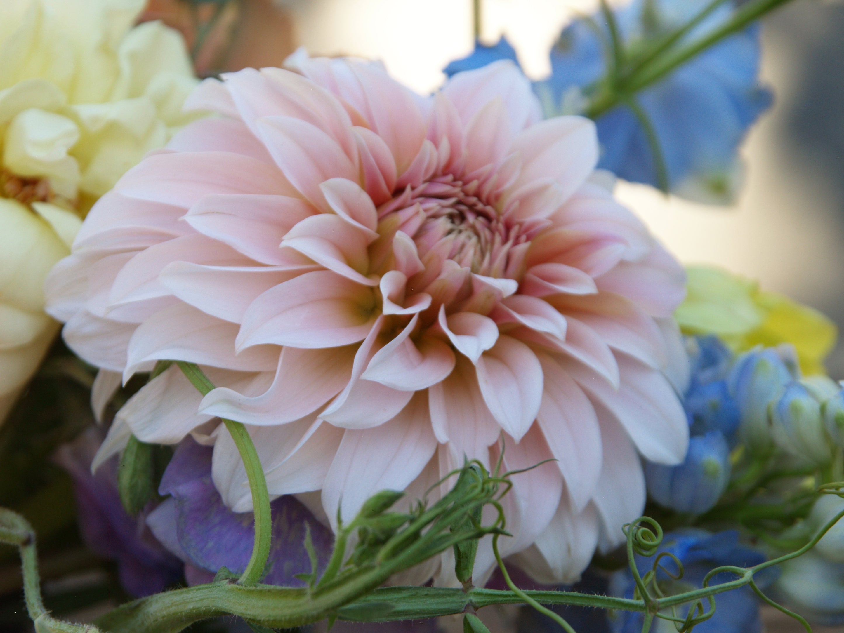 Bell’s La Peche Mode – Bonny Blooms