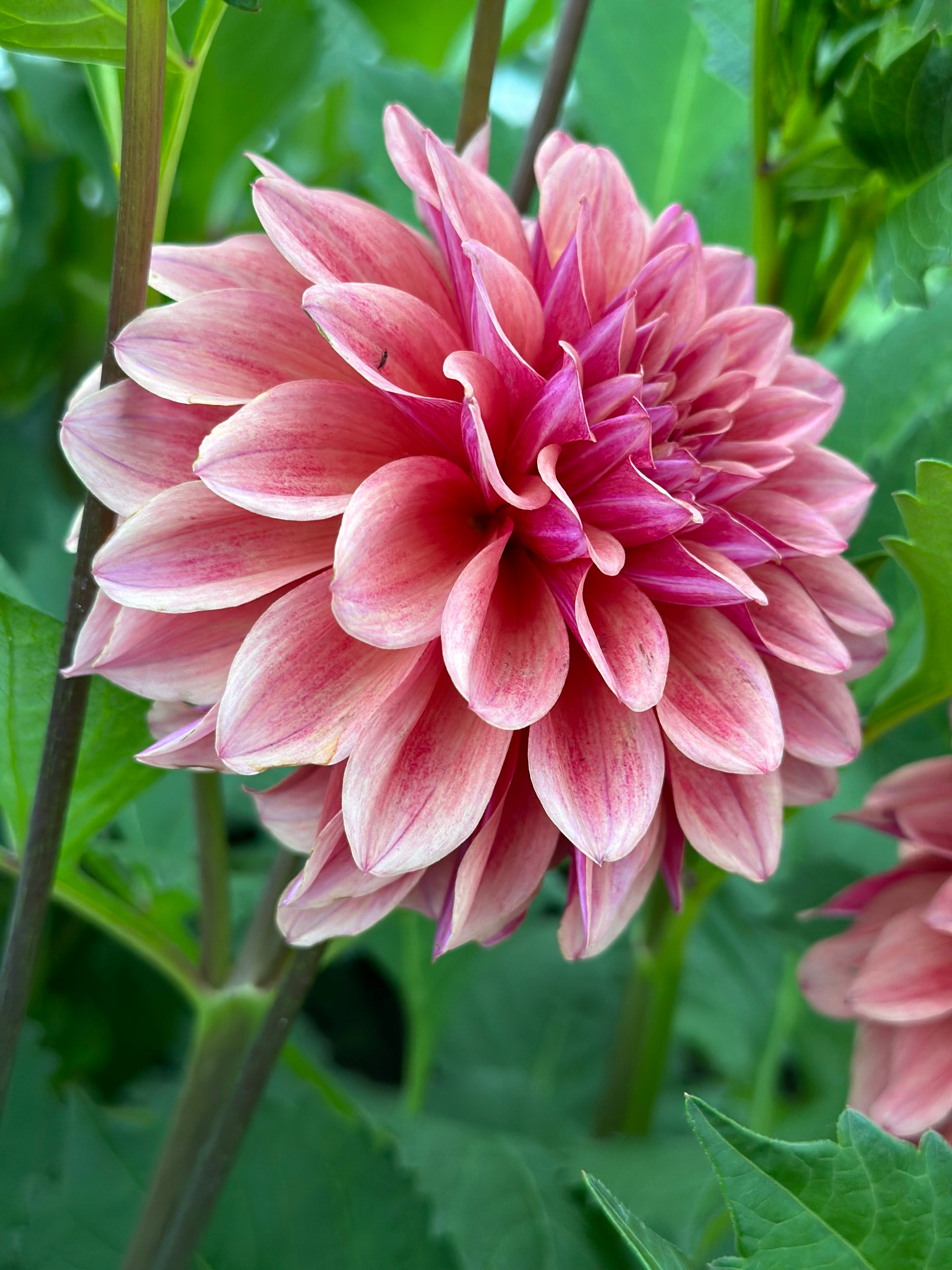 Bell’s Naima – Bonny Blooms