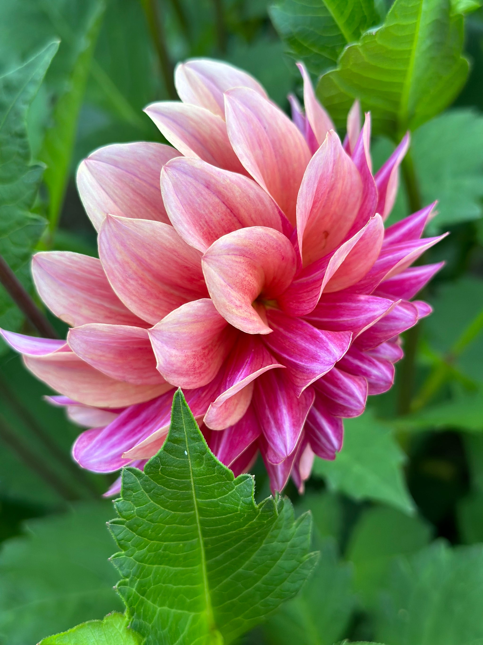 Bell’s Naima – Bonny Blooms