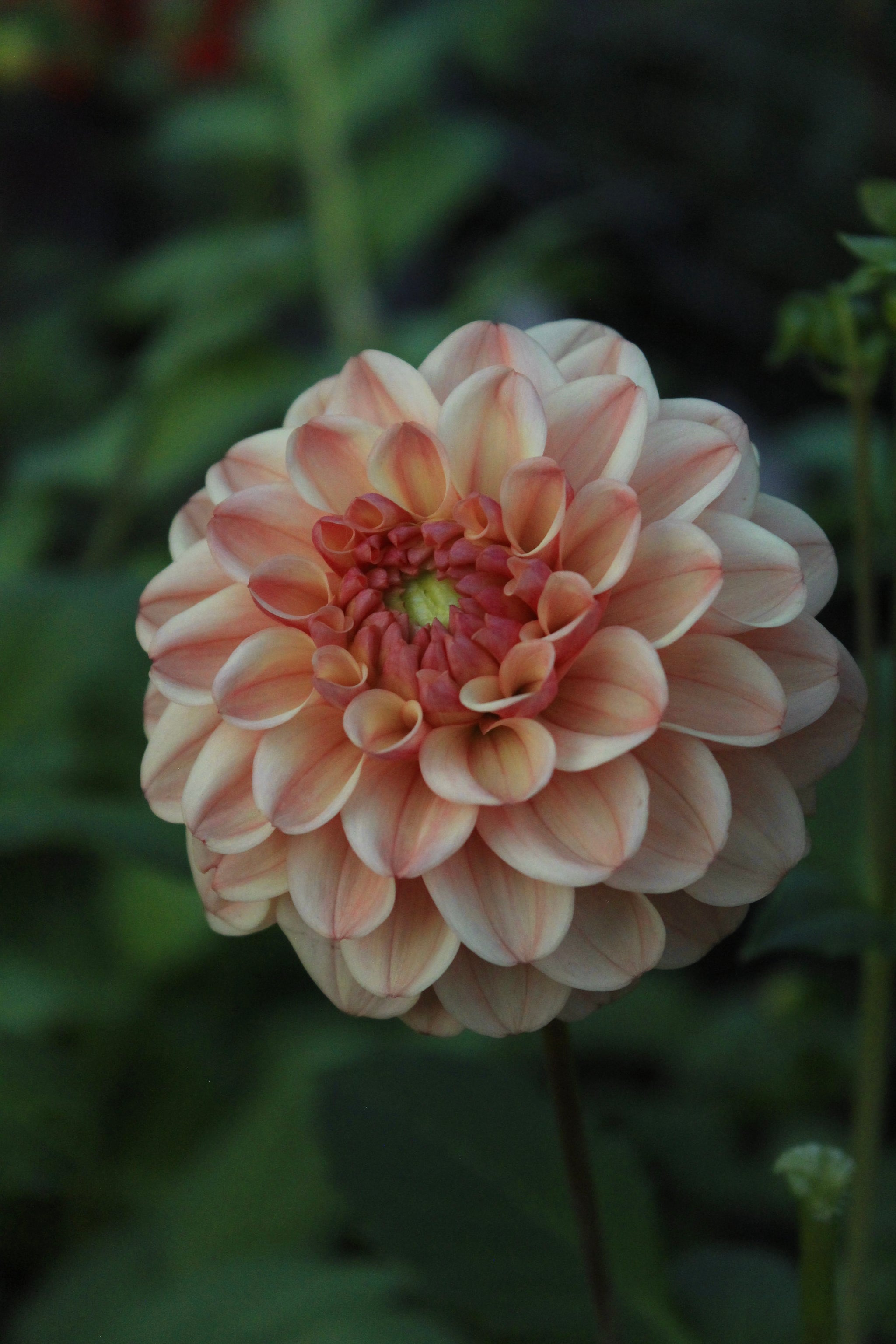 Bell’s Palermo – Bonny Blooms