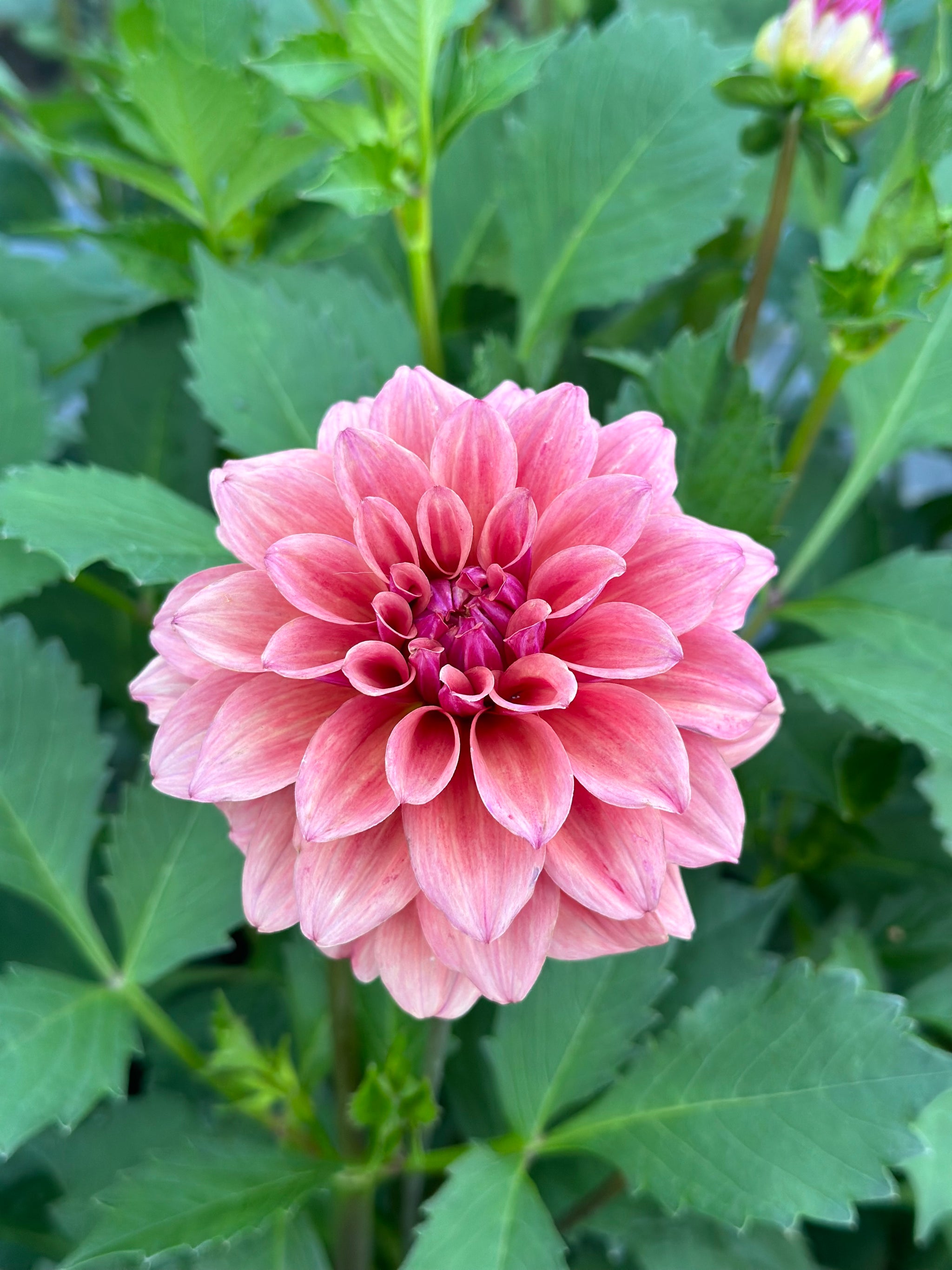 Bell’s Naima – Bonny Blooms