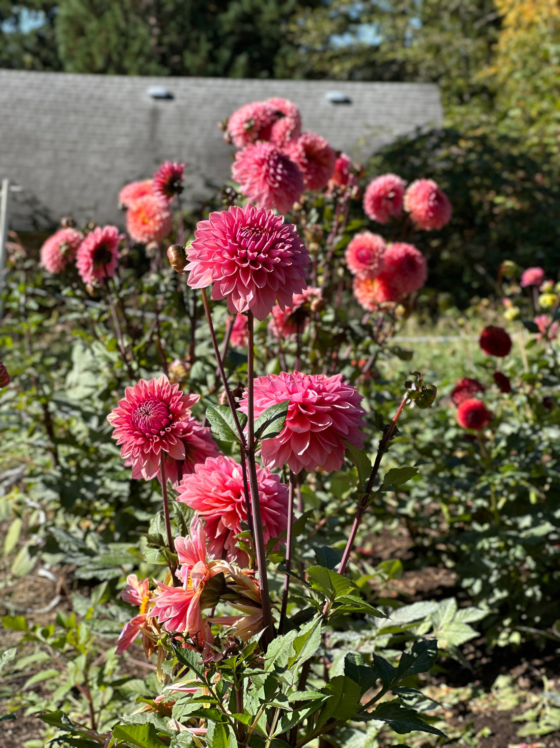 Sweet Sanne – Bonny Blooms