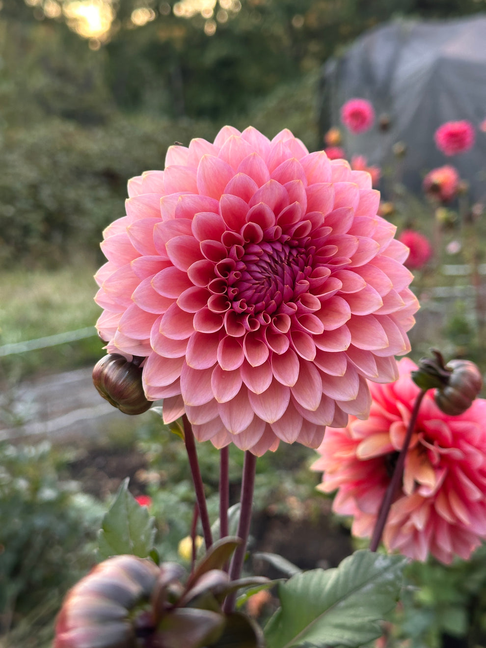Sweet Sanne – Bonny Blooms