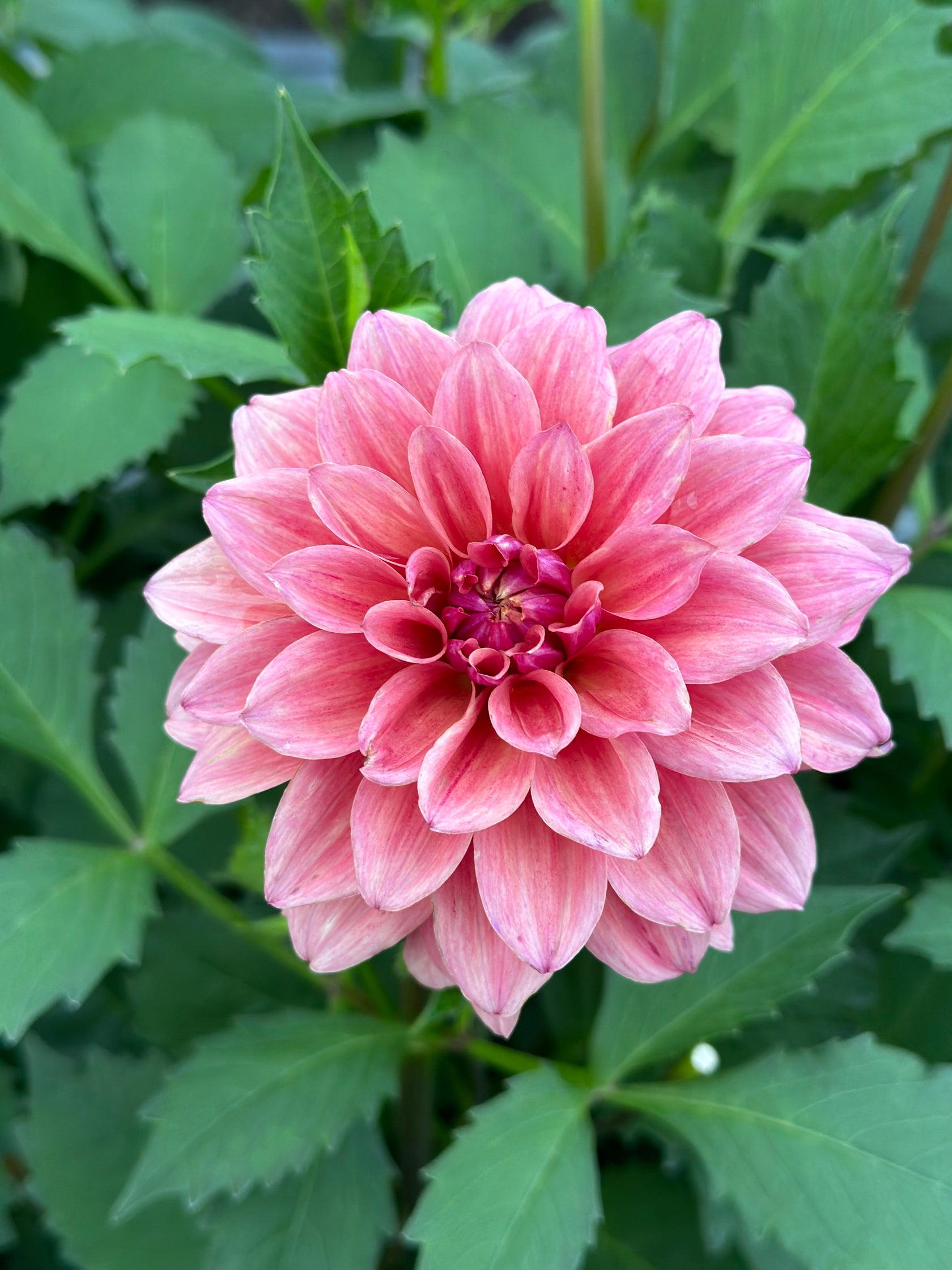 Bell’s Naima – Bonny Blooms