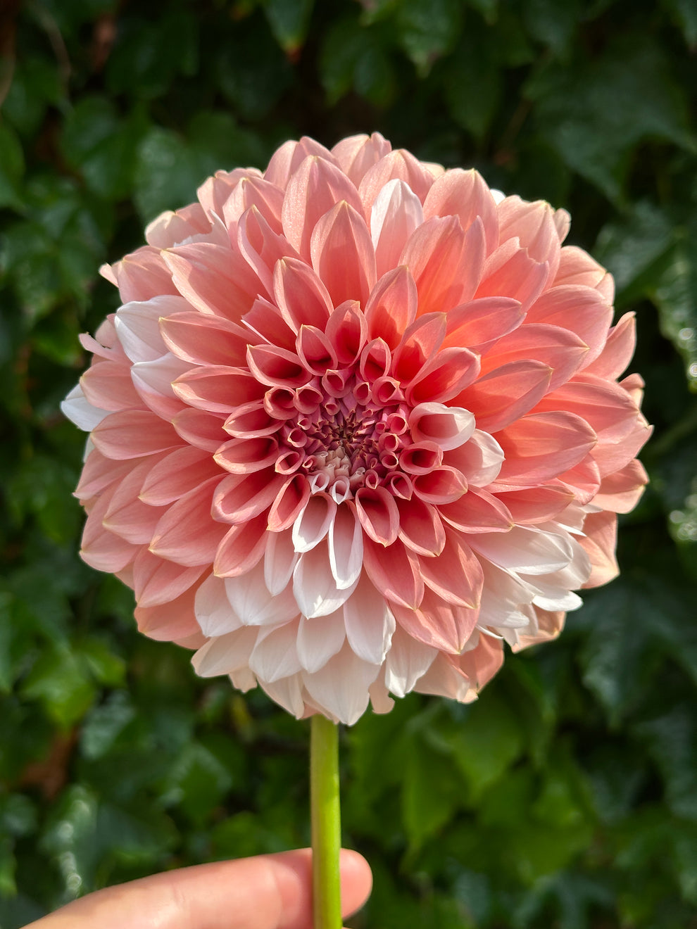 Bell’s Guava Queen Rooted Cutting – Bonny Blooms