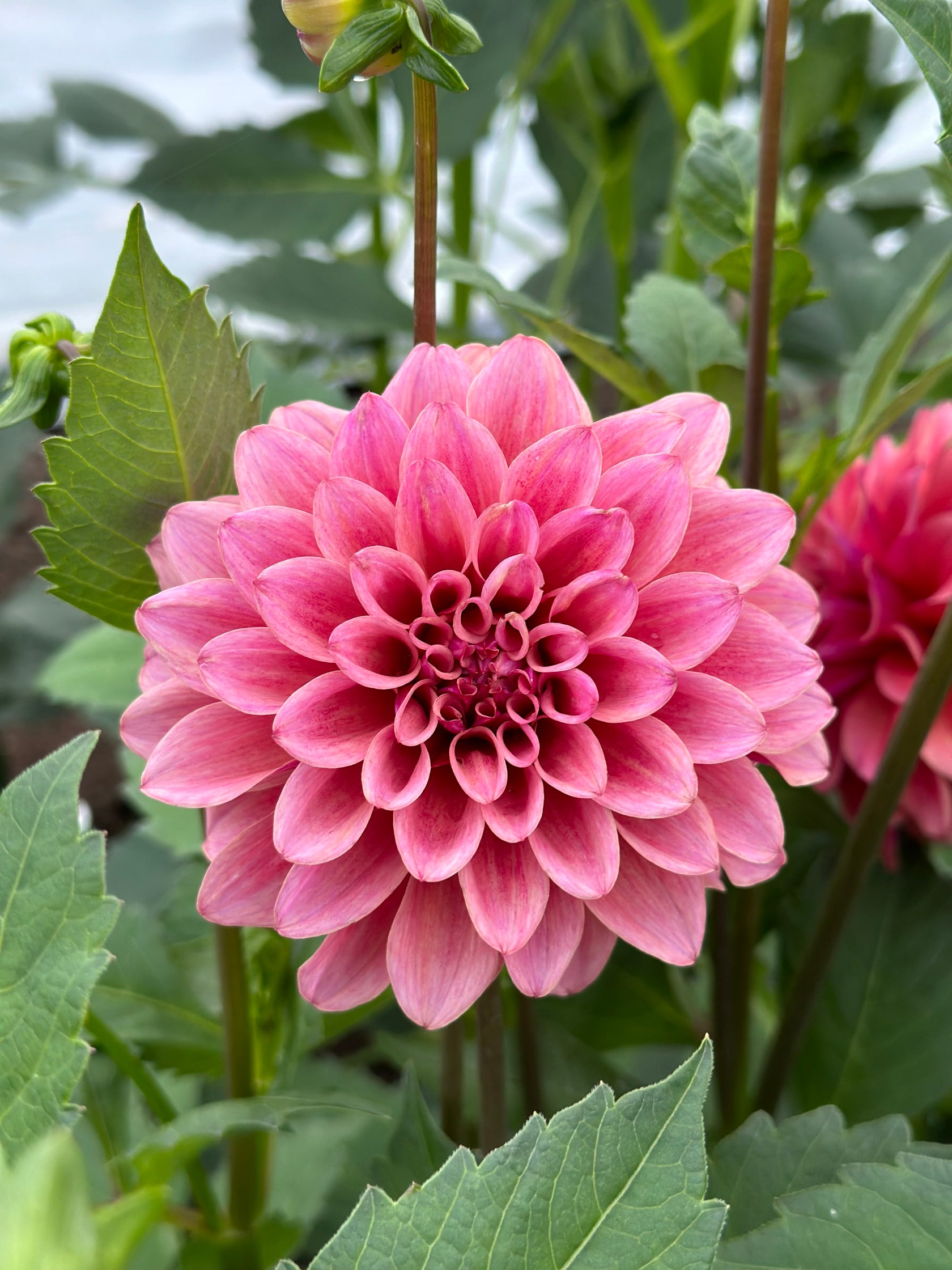 Bell’s Naima – Bonny Blooms