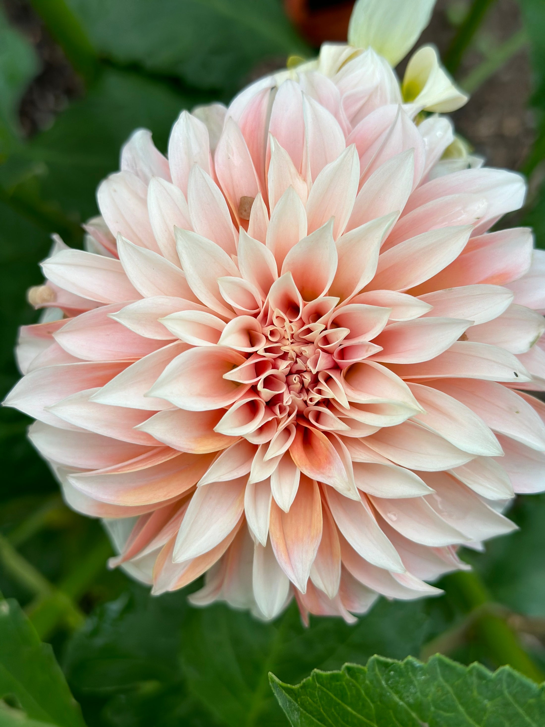 Bell’s La Peche Mode – Bonny Blooms