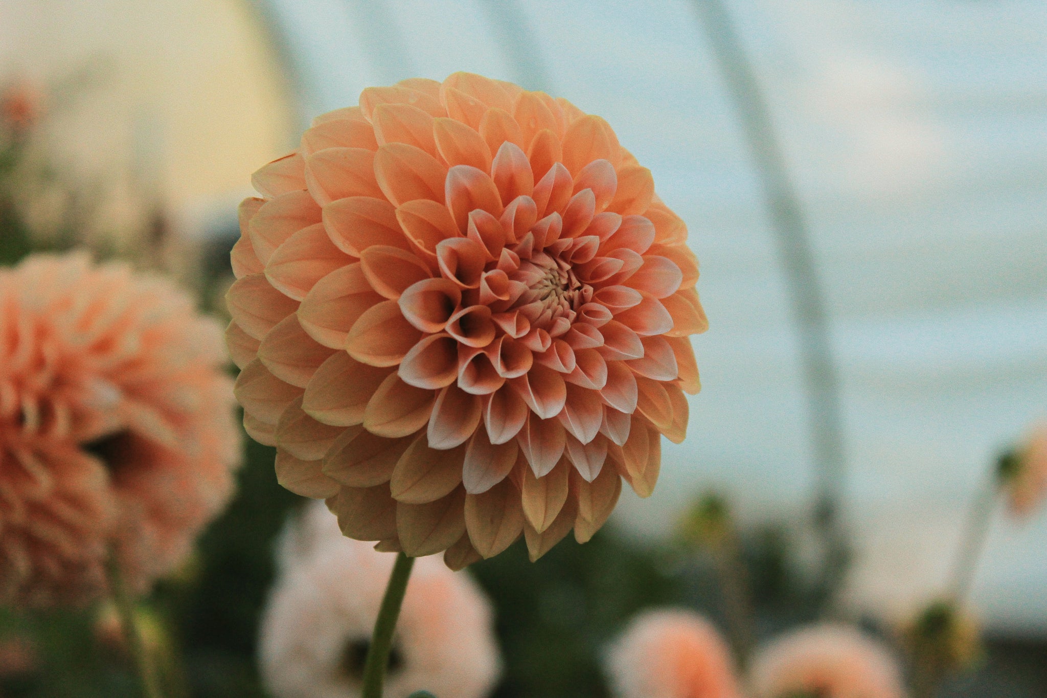 Bell’s Otago – Bonny Blooms