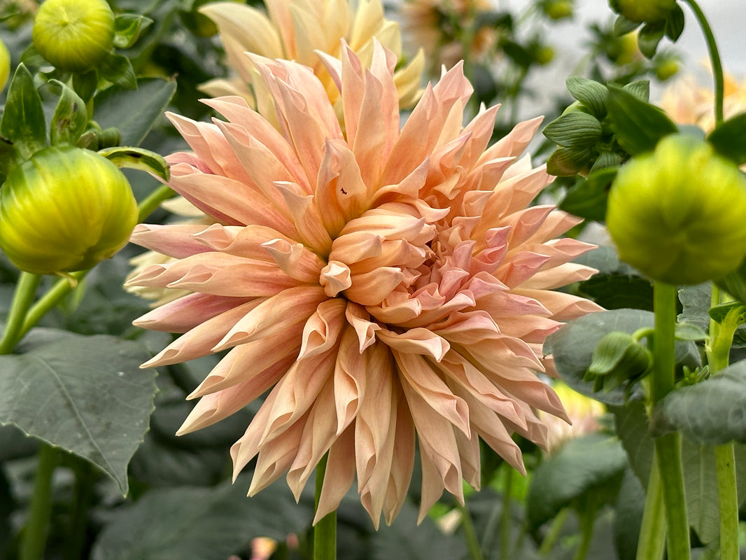 Dahlias – Bonny Blooms