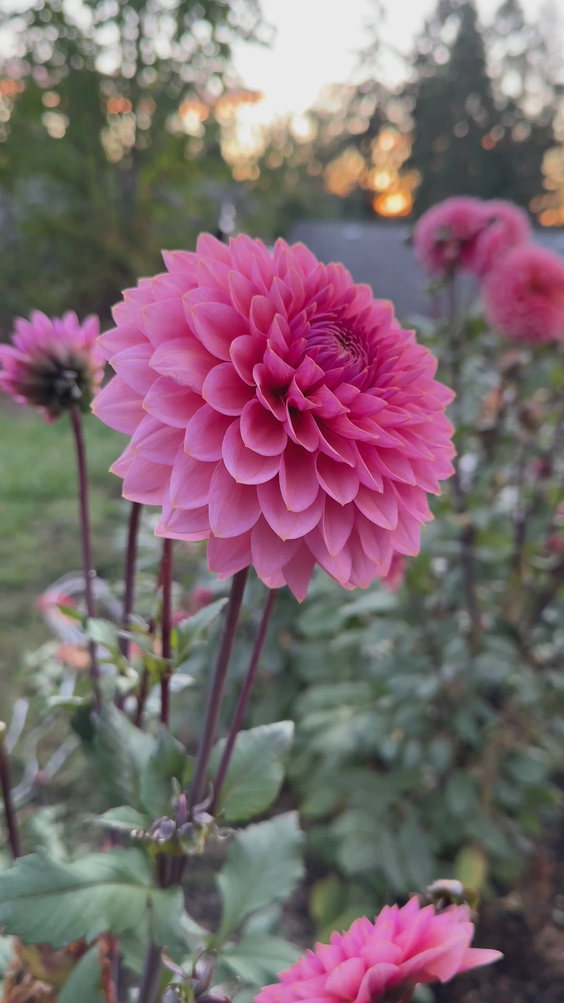 Sweet Sanne – Bonny Blooms
