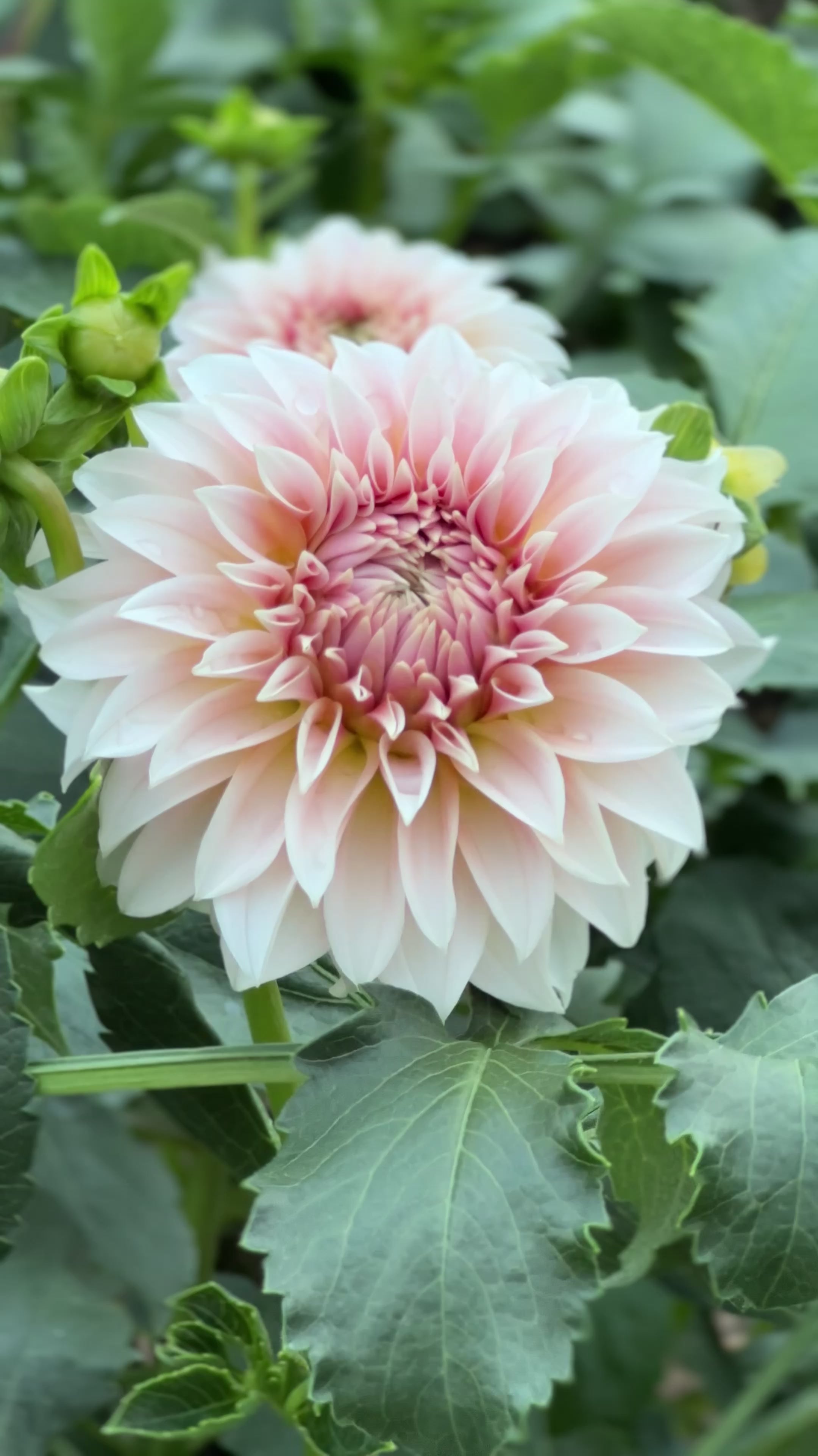 Bell’s La Peche Mode – Bonny Blooms